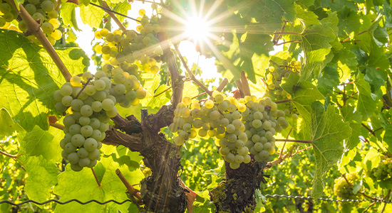 Best Organic Wines - Spec's Wines, Spirits & Finer Foods