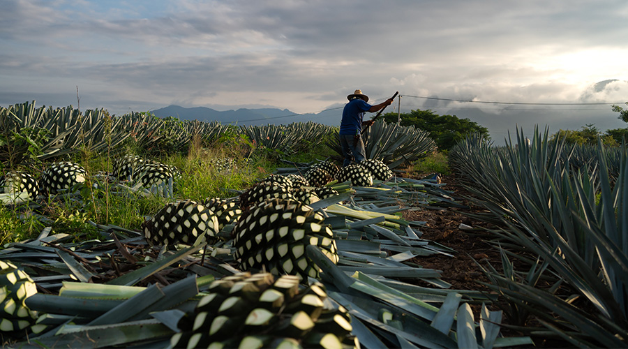 What is Tequila - How is It Made And History | Spec's